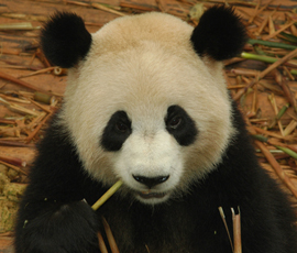 Top five luxury animal encounters | Luxury Travel And Lifestyle Magazine